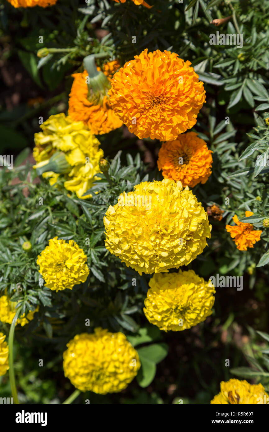 marigolds flowers in different colors Stock Photo - Alamy