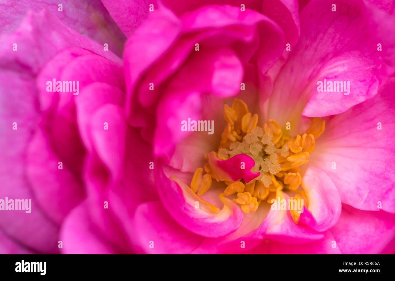 Macro picture of a pink rose hi-res stock photography and images - Alamy