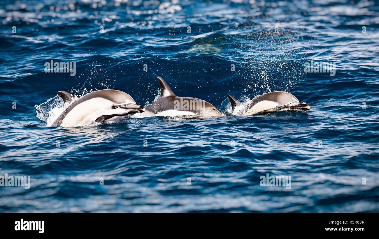 Three beautiful dolphins Stock Photo - Alamy