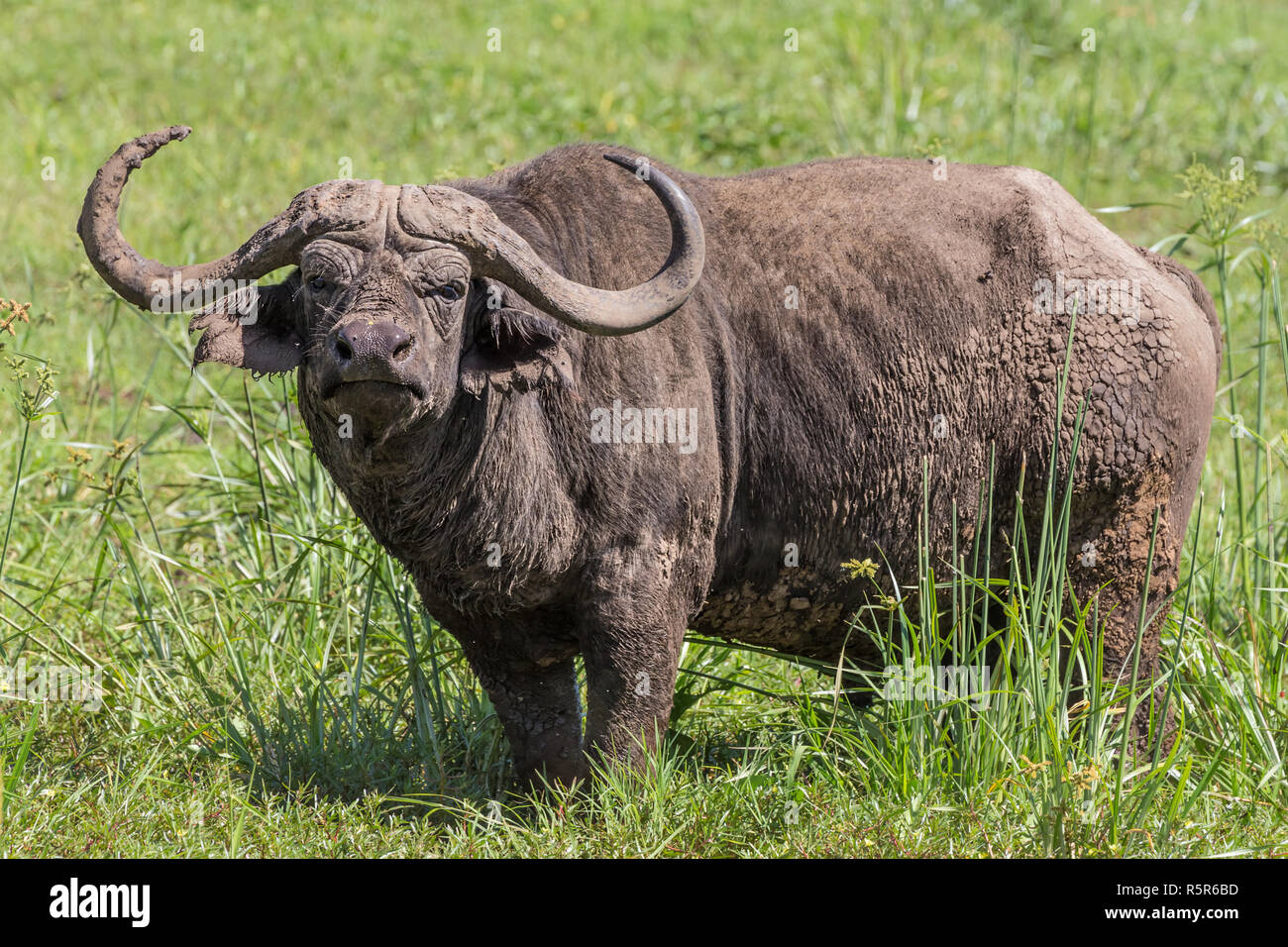 Buffalo wildlife safari wild nature animal africa ngorongoro crater ...