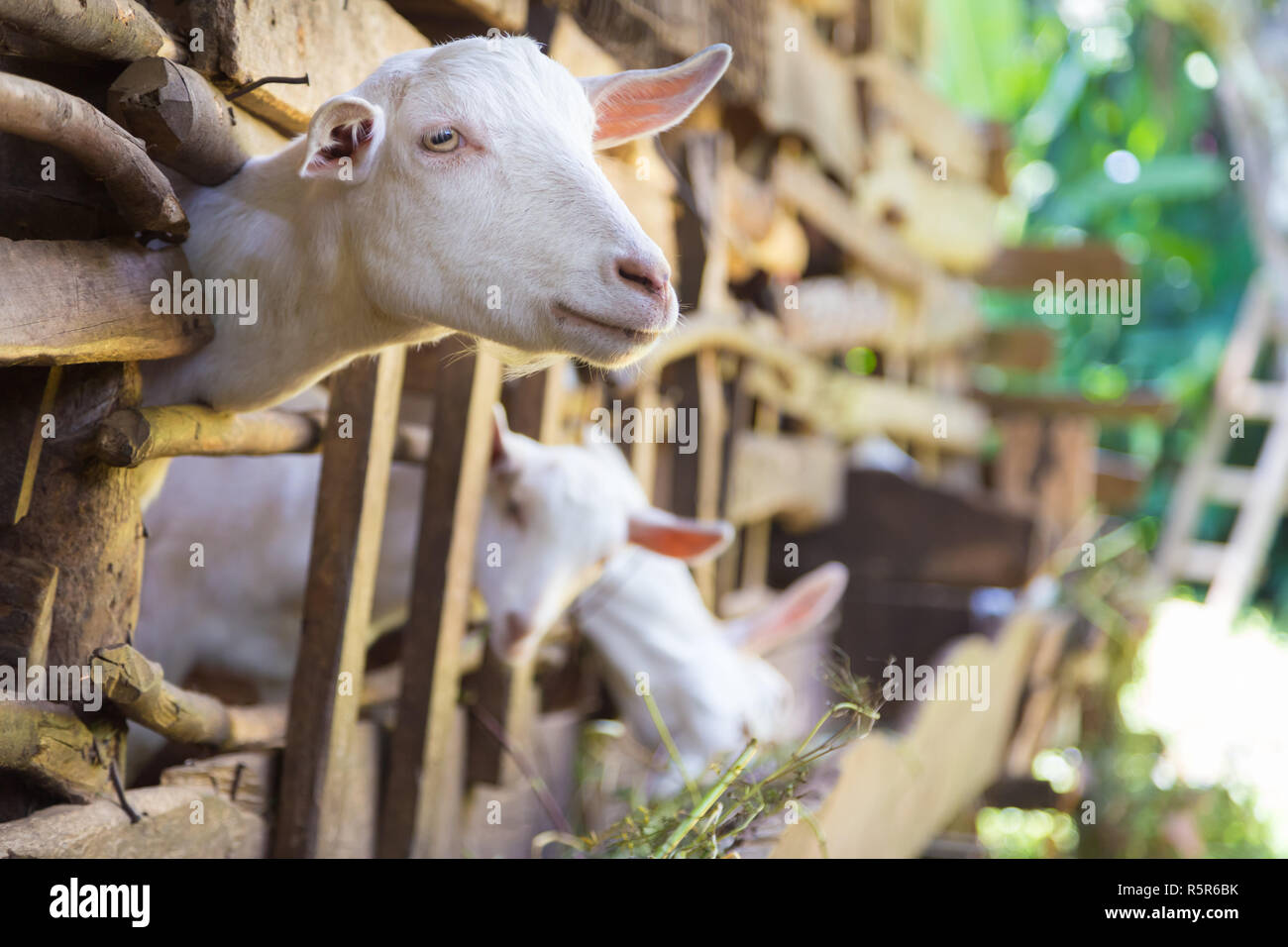 Curious domestic white goats stick their heads through bars of stable ...