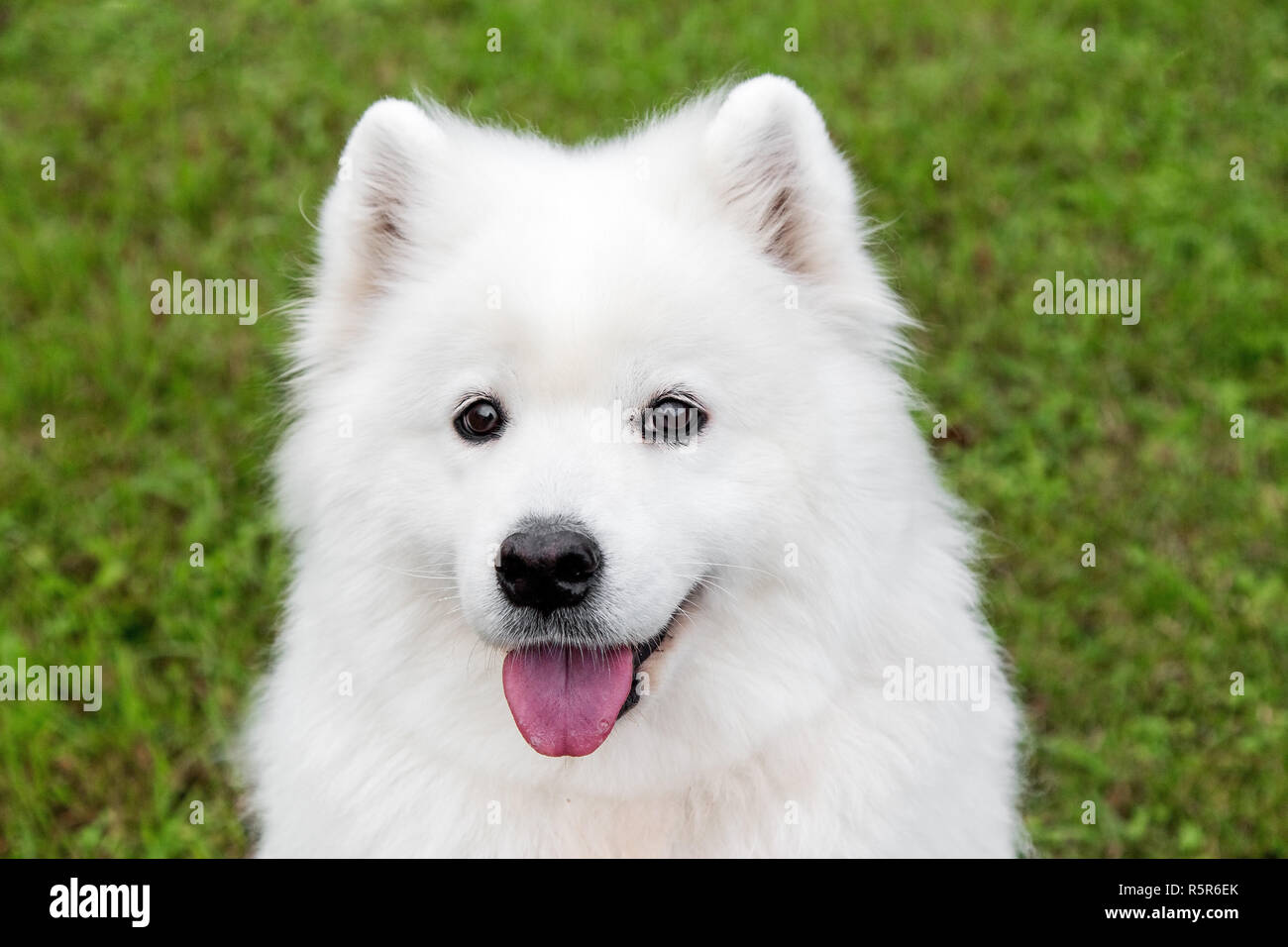 Fluffy samoyed dog in green grass Stock Photo - Alamy