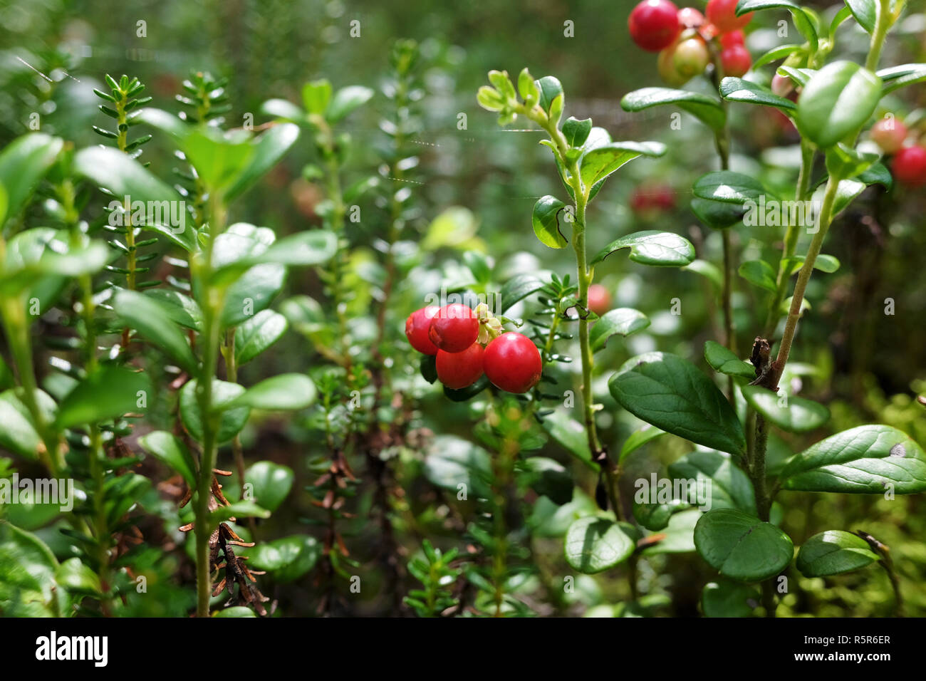 red cranberries in the forest Stock Photo - Alamy