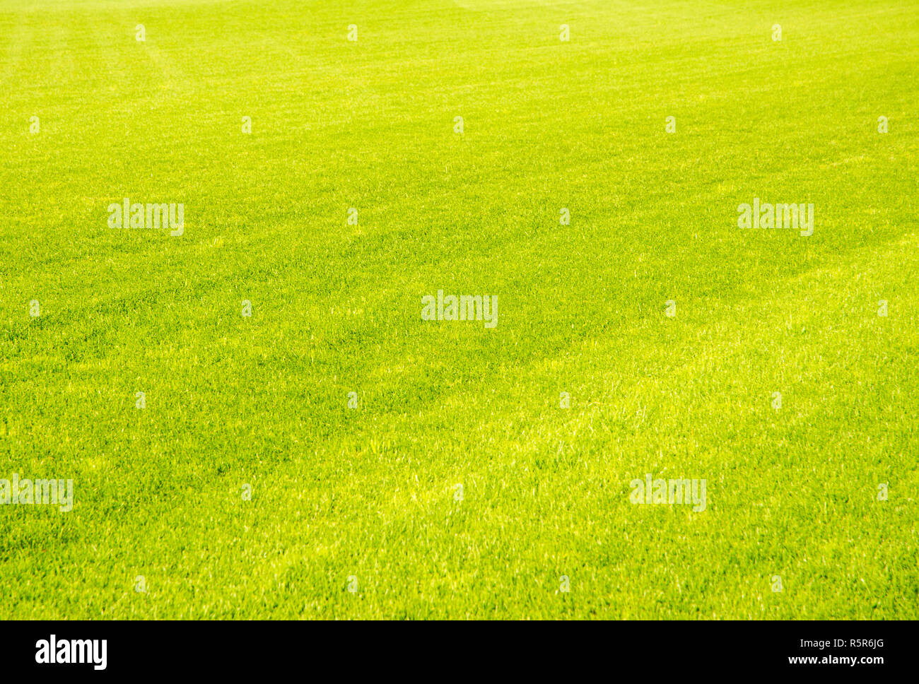 Green grass cut short hi-res stock photography and images - Alamy