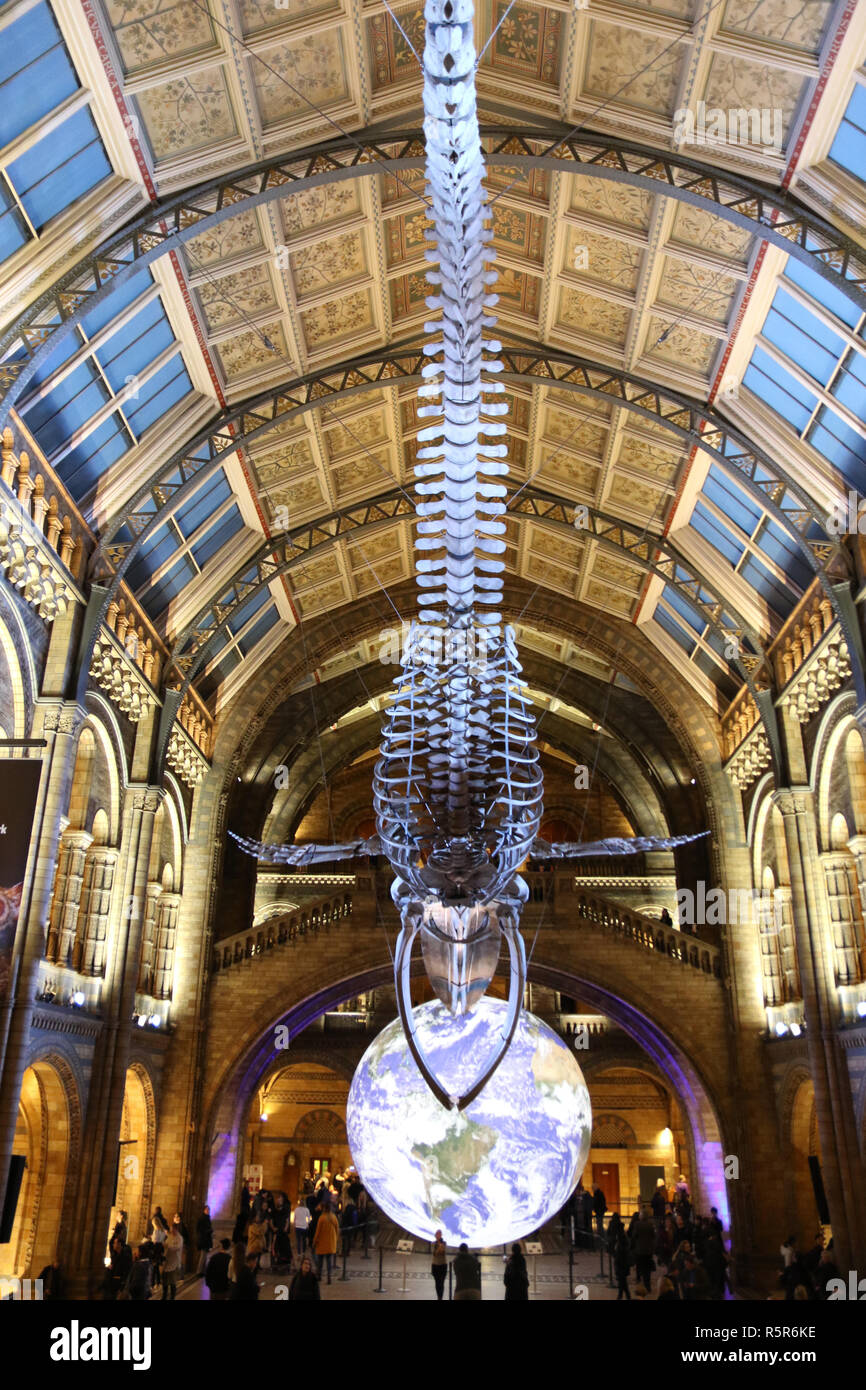 The skeleton of a blue whale hanging from the ceiling in the Hintze ...