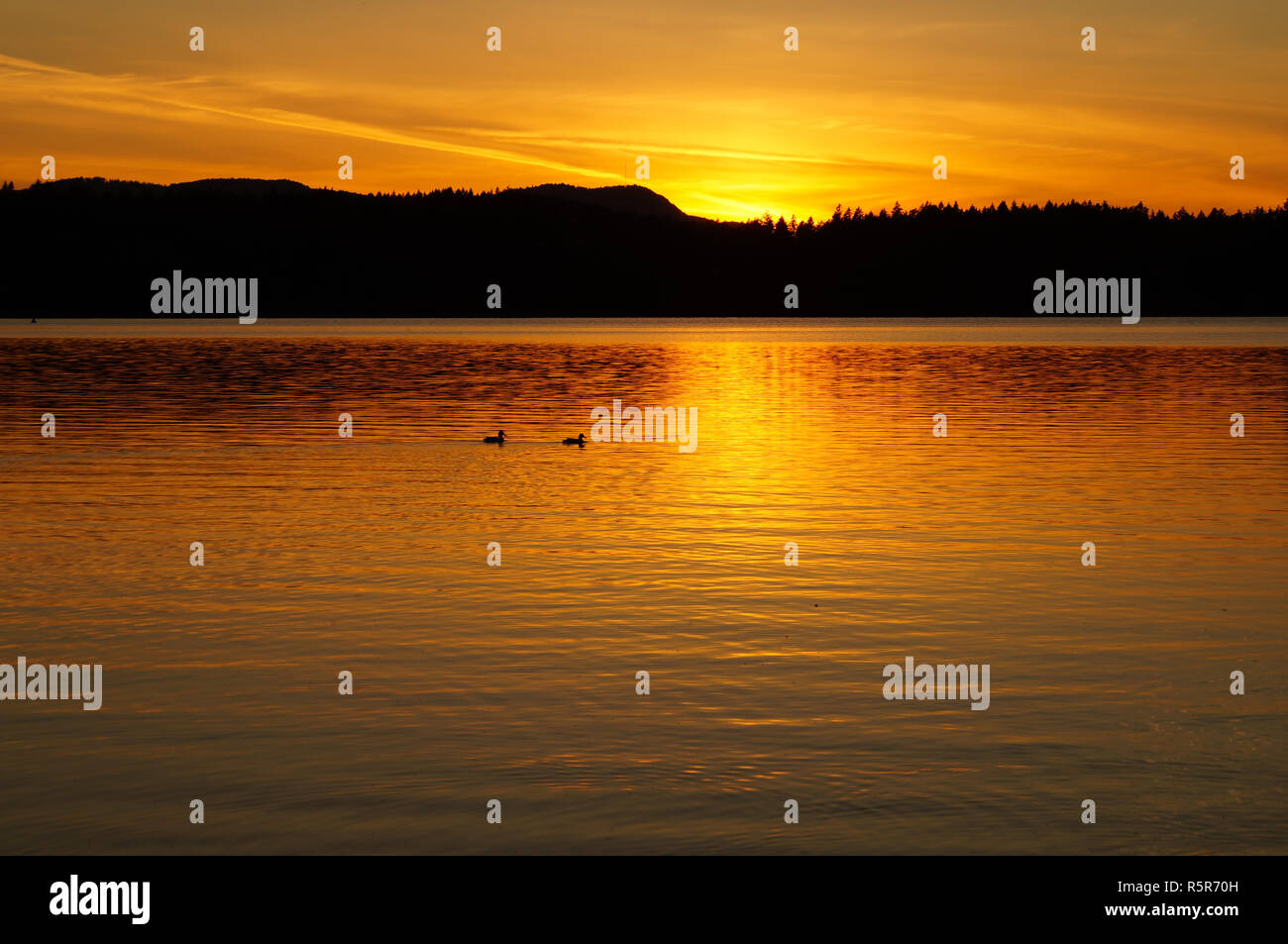 Vancouver island victoria dog hi-res stock photography and images - Alamy