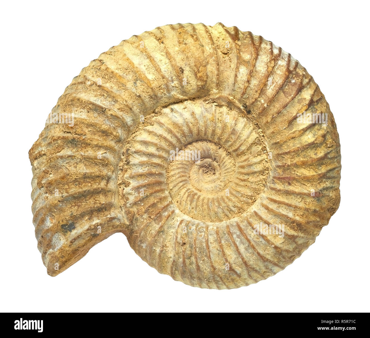 Ammonit fossil hi-res stock photography and images - Alamy