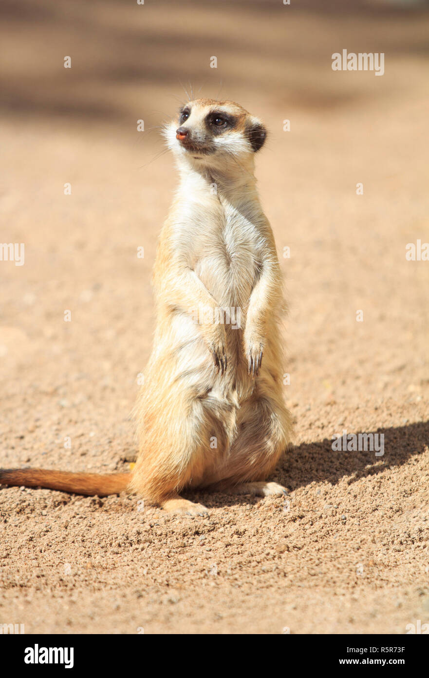 Meerkat animal in wildlife portrait Stock Photo - Alamy