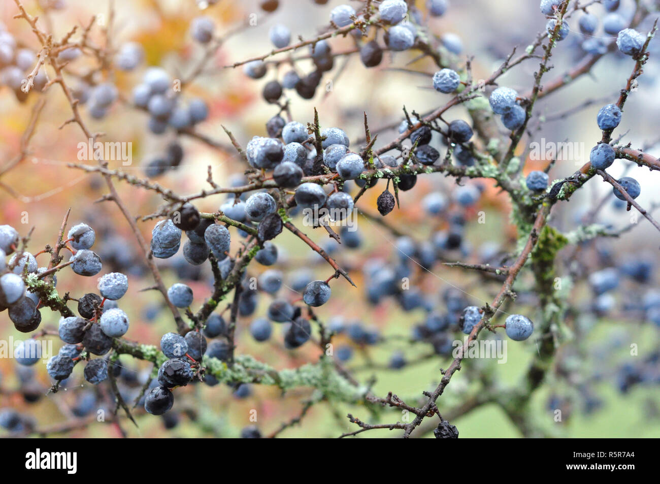 Sloe berries on a tree in month of Novemver. Prunus spinosa, Schlehe ...