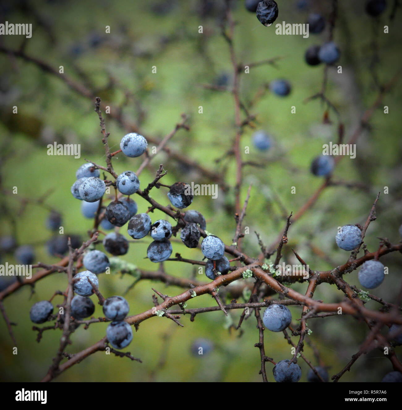 Sloe berries on a tree in month of Novemver. Prunus spinosa, Schlehe ...