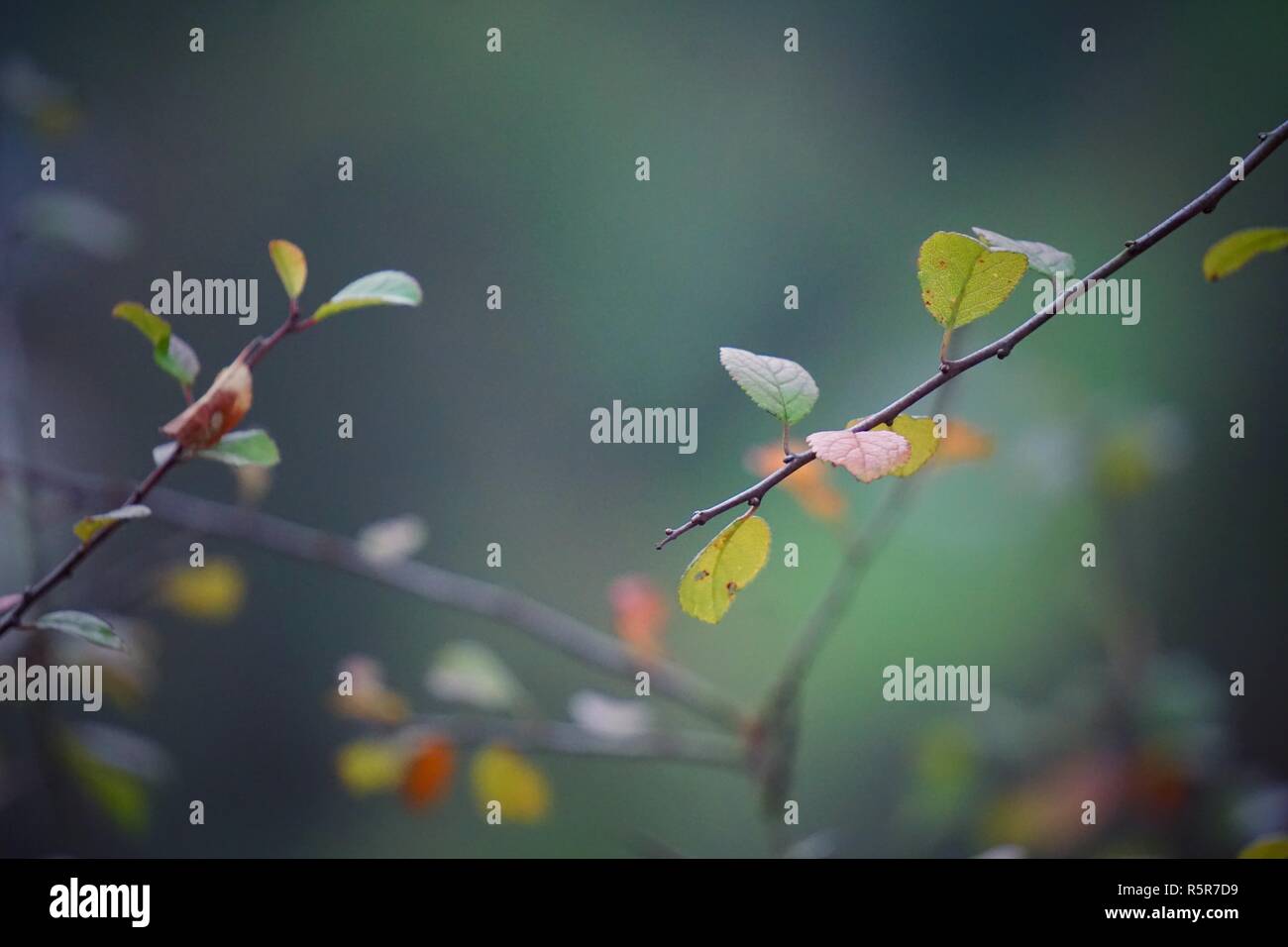 the abstract tree branches Stock Photo - Alamy