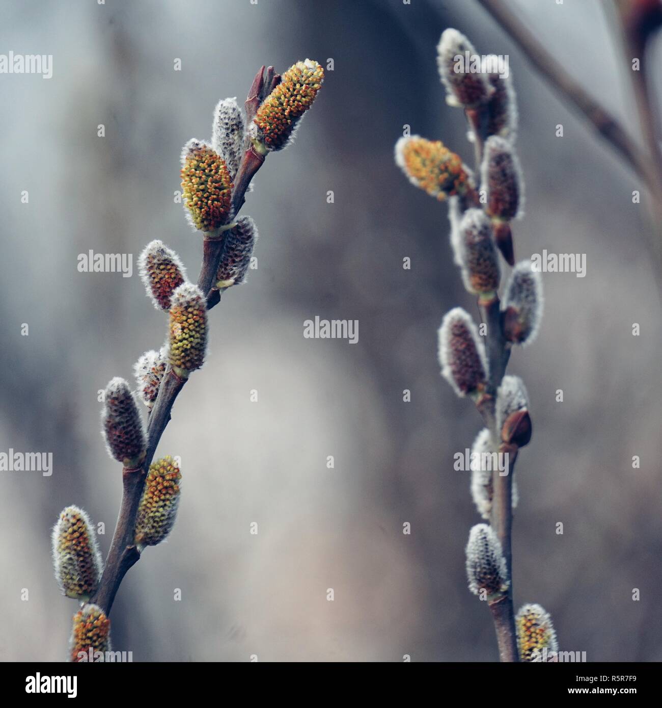 Abstract tree branches hi-res stock photography and images - Alamy