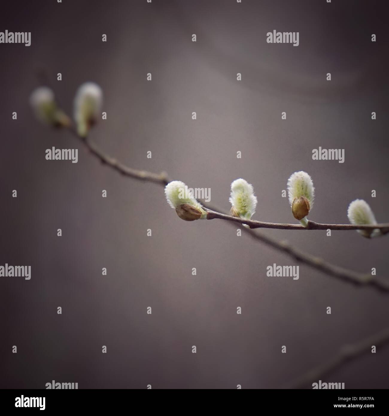Abstract tree branches hi-res stock photography and images - Alamy