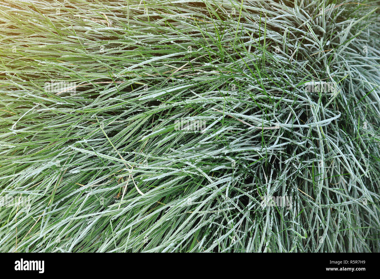 Winter background of frosty green grass in sun rays. Nature background ...