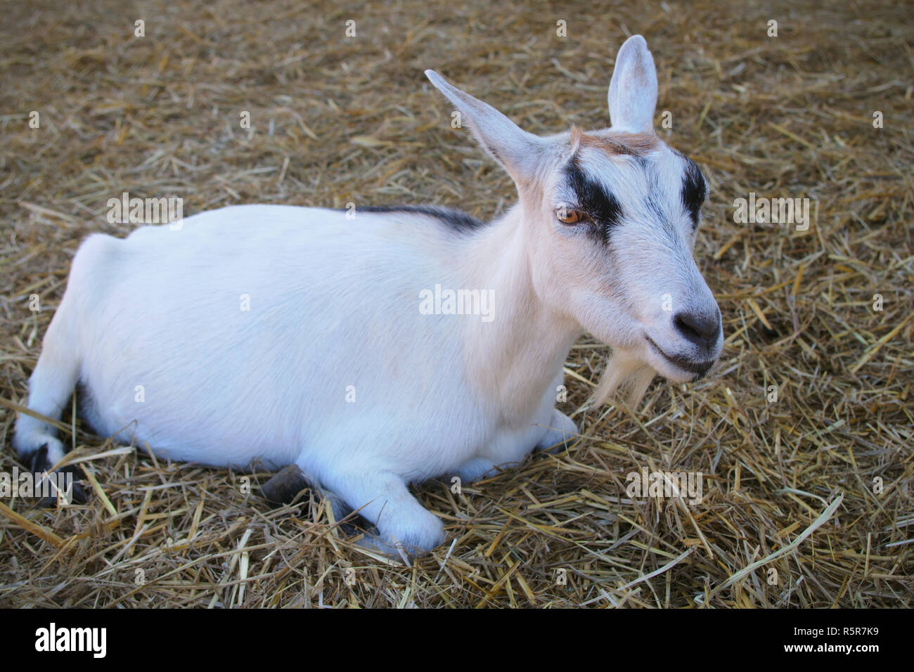 Goat lying down sheep hi-res stock photography and images - Alamy