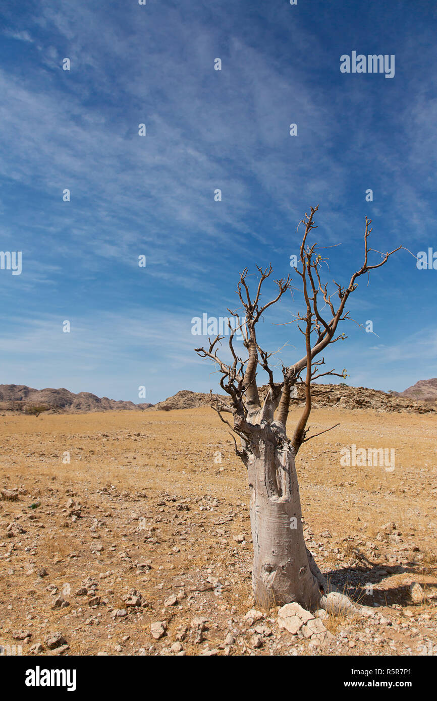 bottle tree in the kaokoveld Stock Photo - Alamy