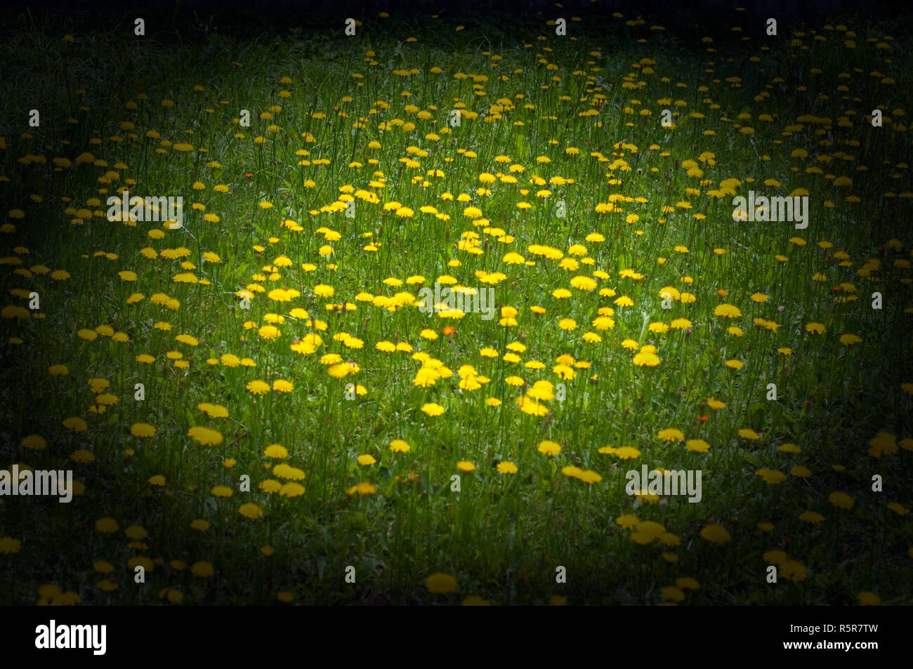 Sad dandelion hi-res stock photography and images - Alamy