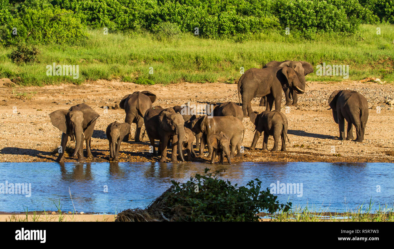 Elephant family group in the veld hi-res stock photography and images ...