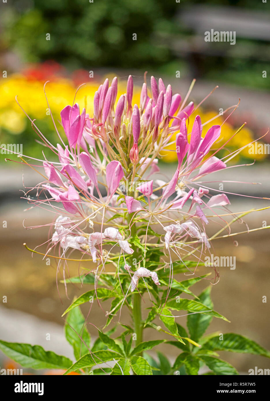 Cleomaceae hi-res stock photography and images - Alamy