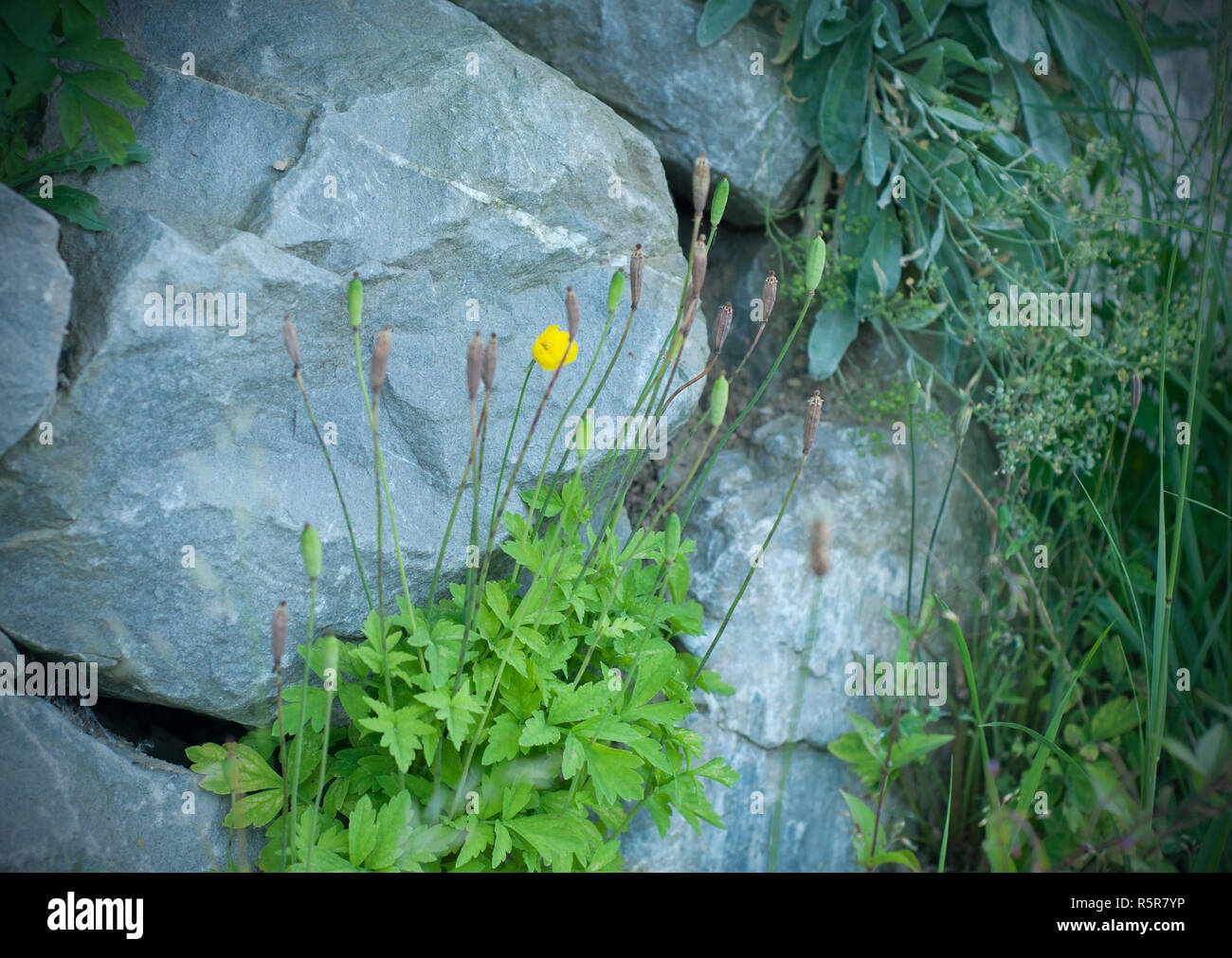 Beautiful yellow poppy flower grows among the rocks. . Extraordinary ...