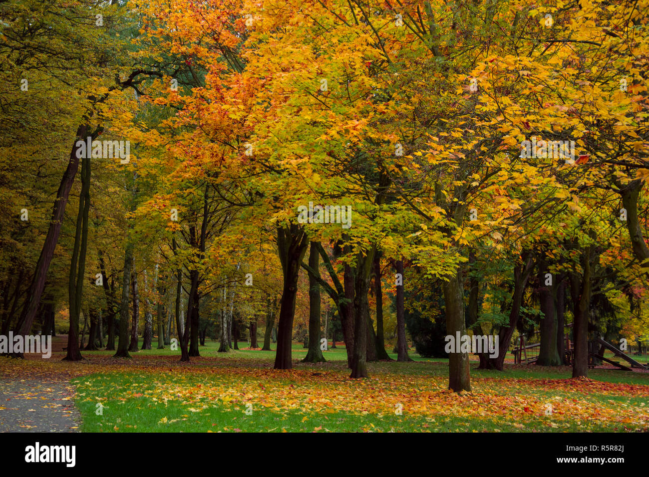 autumn park with trees and leaves photo. Beautiful picture, background ...