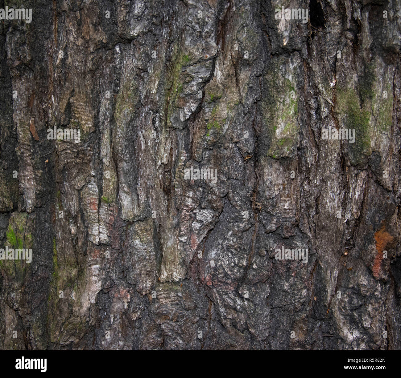 bark tree texture photo. Beautiful picture, background, wallpaper Stock ...