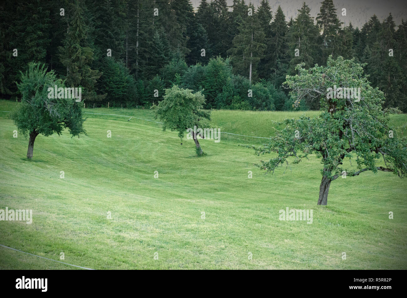 Apple trees on a green lawn near to the fir trees, Countyside scene ...