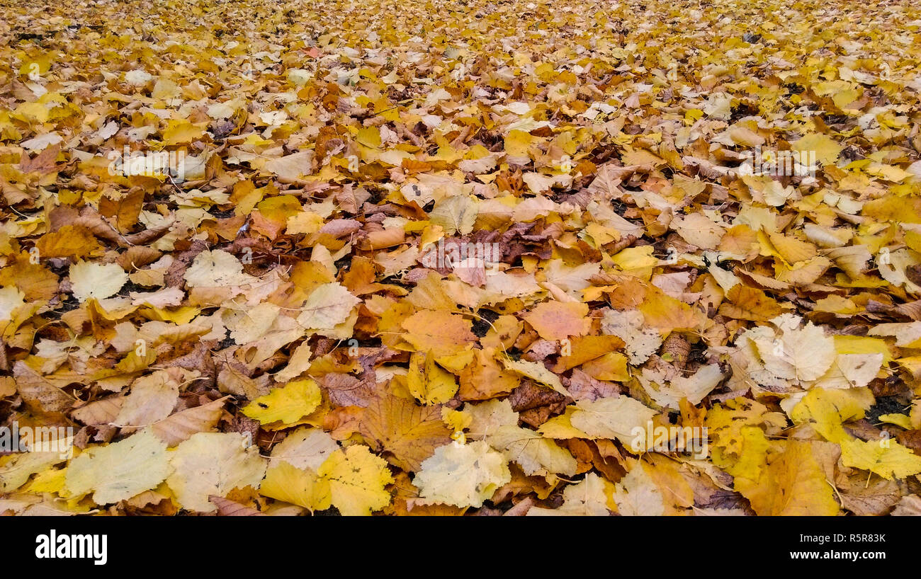 Background of colorful autumn leaves on forest floor Stock Photo - Alamy