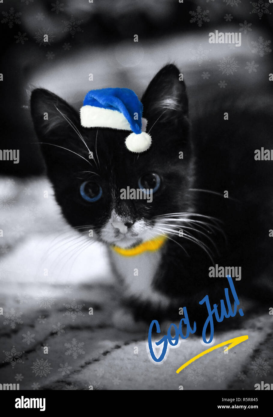God Jul Katt Meme A Merry Mishmash Of 23 Christmas Cat Memes To Spice