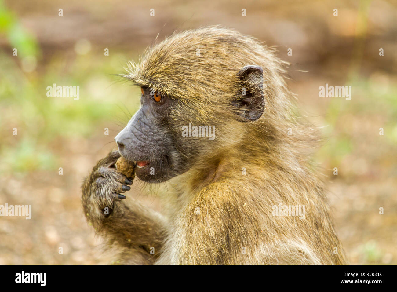 wild young baboon eating, in Kruger park, South Africa Stock Photo - Alamy