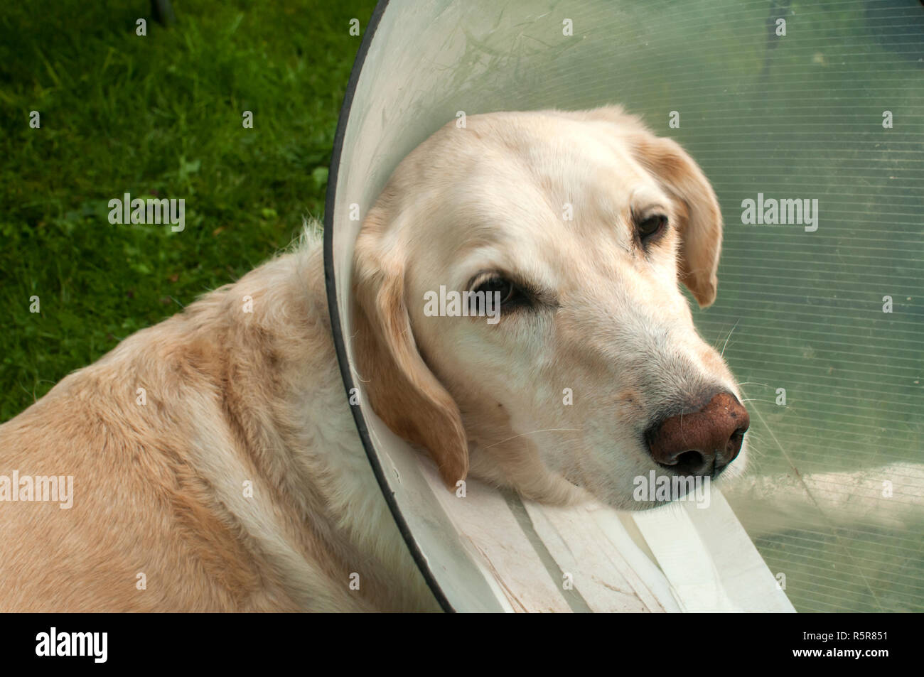 Dog Wearing Cone Stock Photos & Dog Wearing Cone Stock Images - Alamy