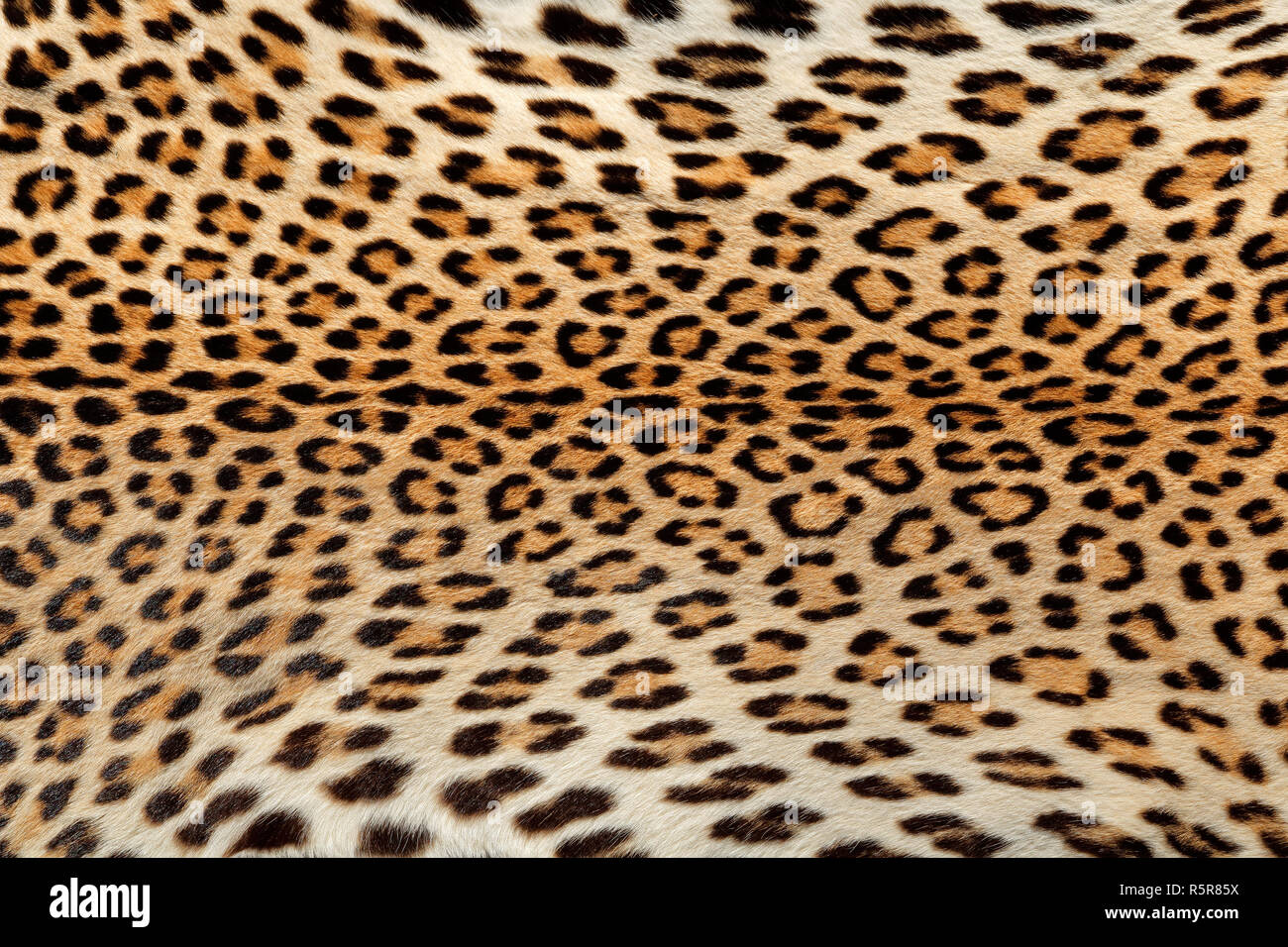 Leopard skin background Stock Photo - Alamy
