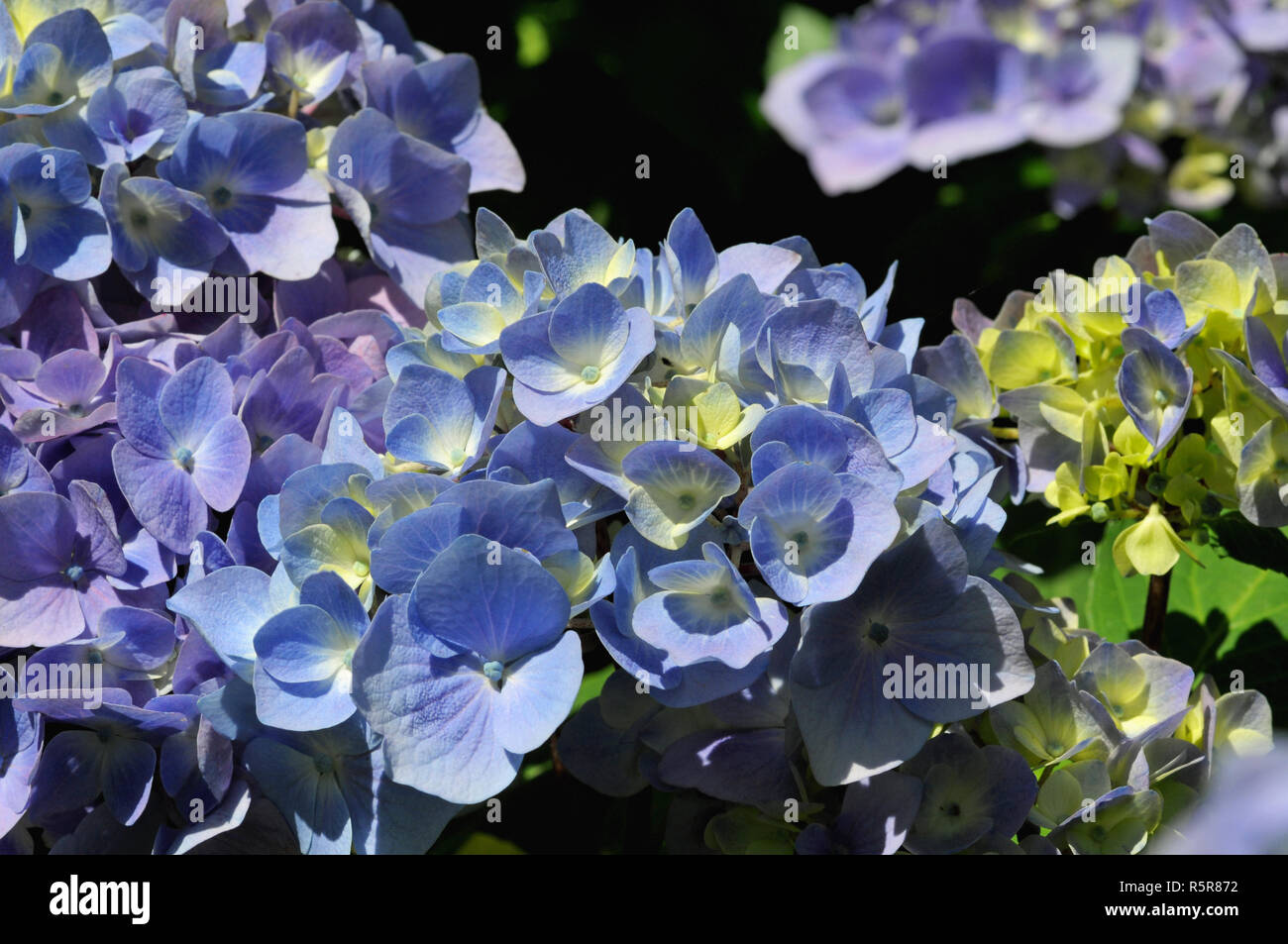 Hydrangea incrediball hi-res stock photography and images - Alamy