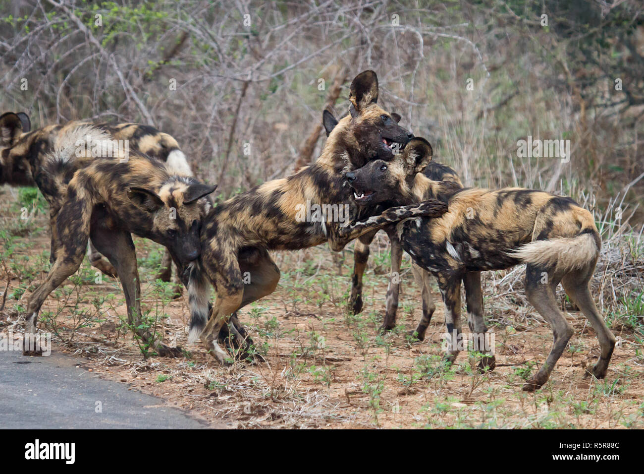 Wilddog hi-res stock photography and images - Alamy
