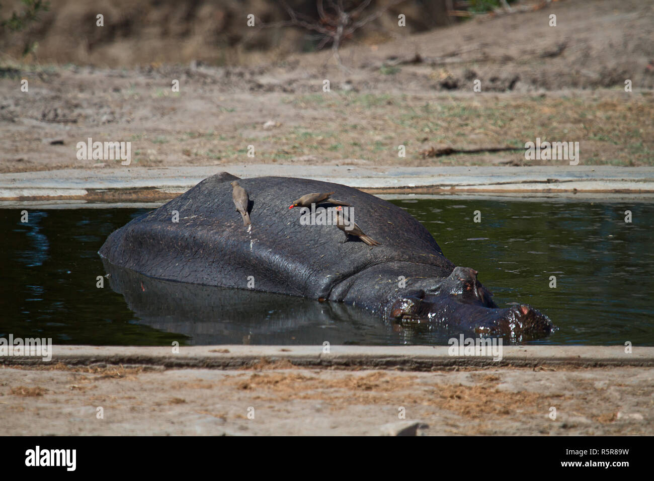Safari nilpferd hi-res stock photography and images - Alamy