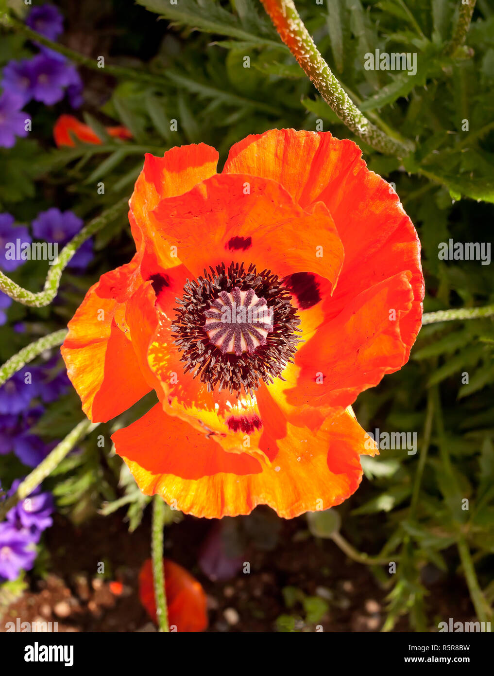 Poppy close up detail Stock Photo - Alamy