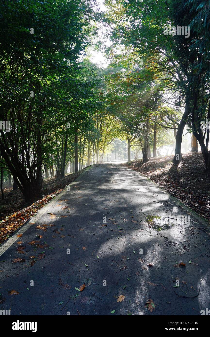 the road with green trees Stock Photo - Alamy