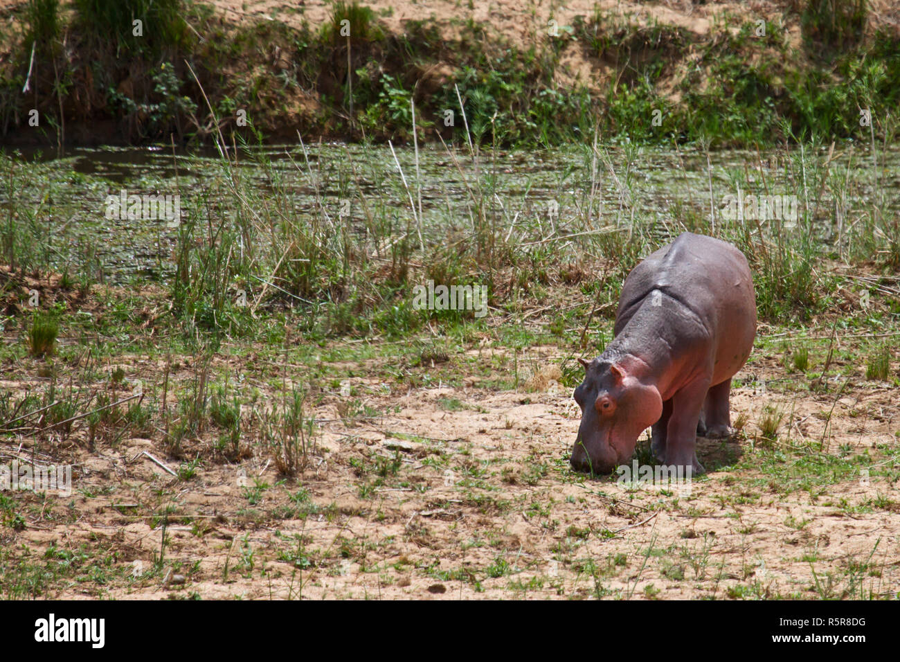 Safari nilpferd hi-res stock photography and images - Alamy