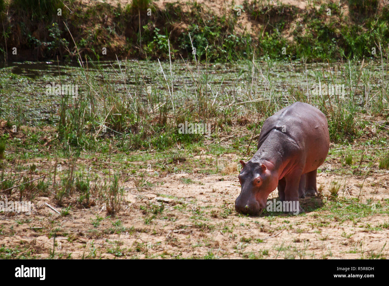 Safari nilpferd hi-res stock photography and images - Alamy