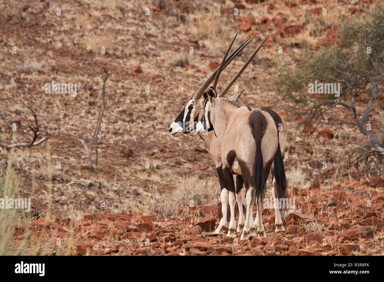 Antilop High Resolution Stock Photography and Images - Alamy