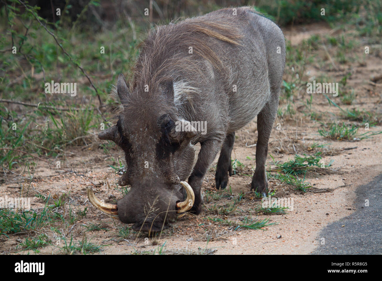 Wartog hi-res stock photography and images - Alamy
