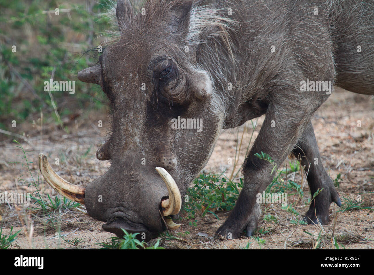 Wartog hi-res stock photography and images - Alamy