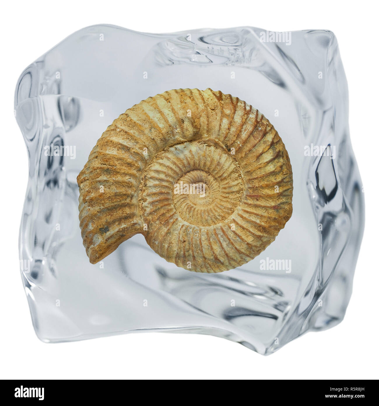 Ammonite light hi-res stock photography and images - Alamy