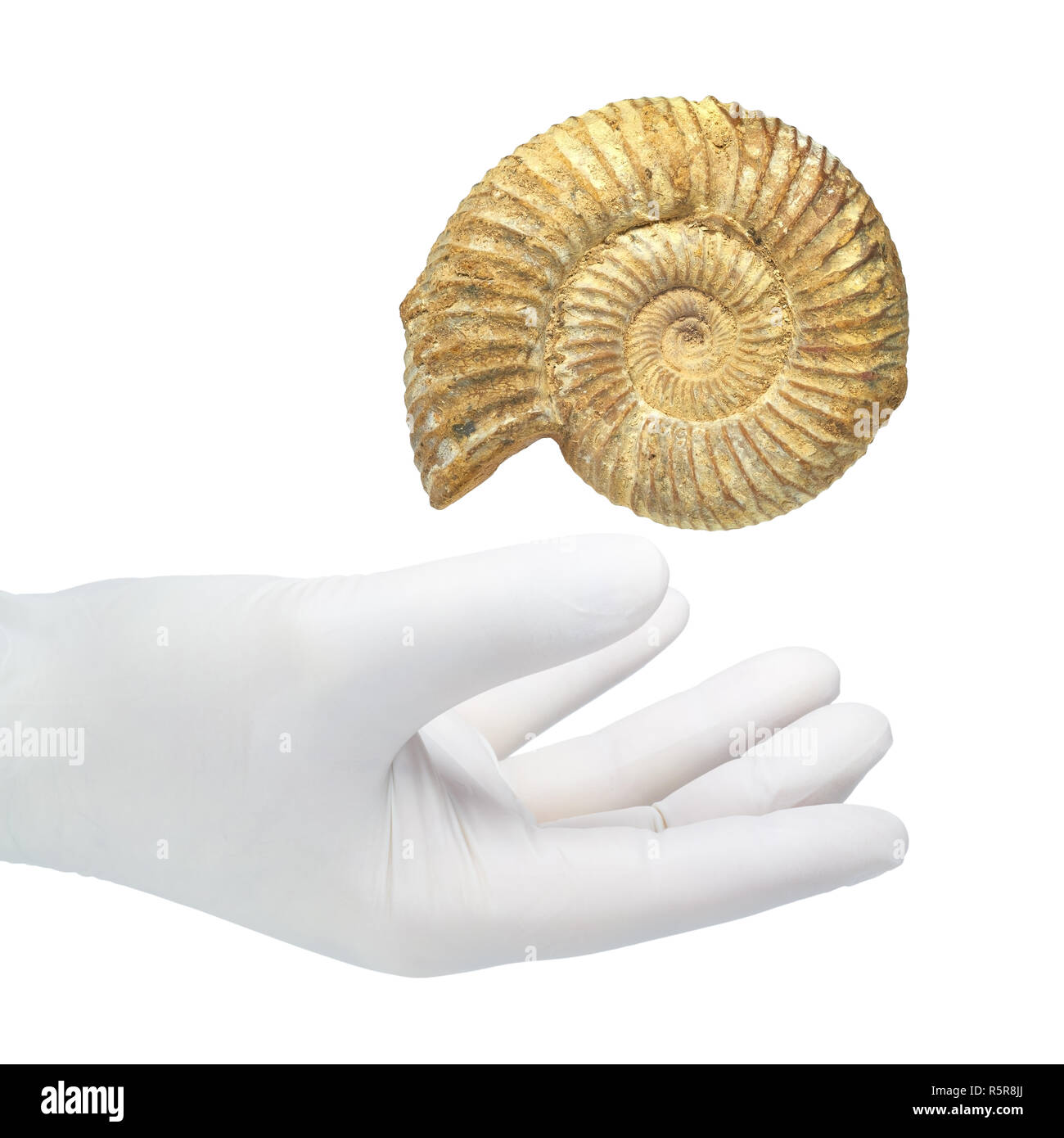 Ammonite fossil hand hi-res stock photography and images - Alamy