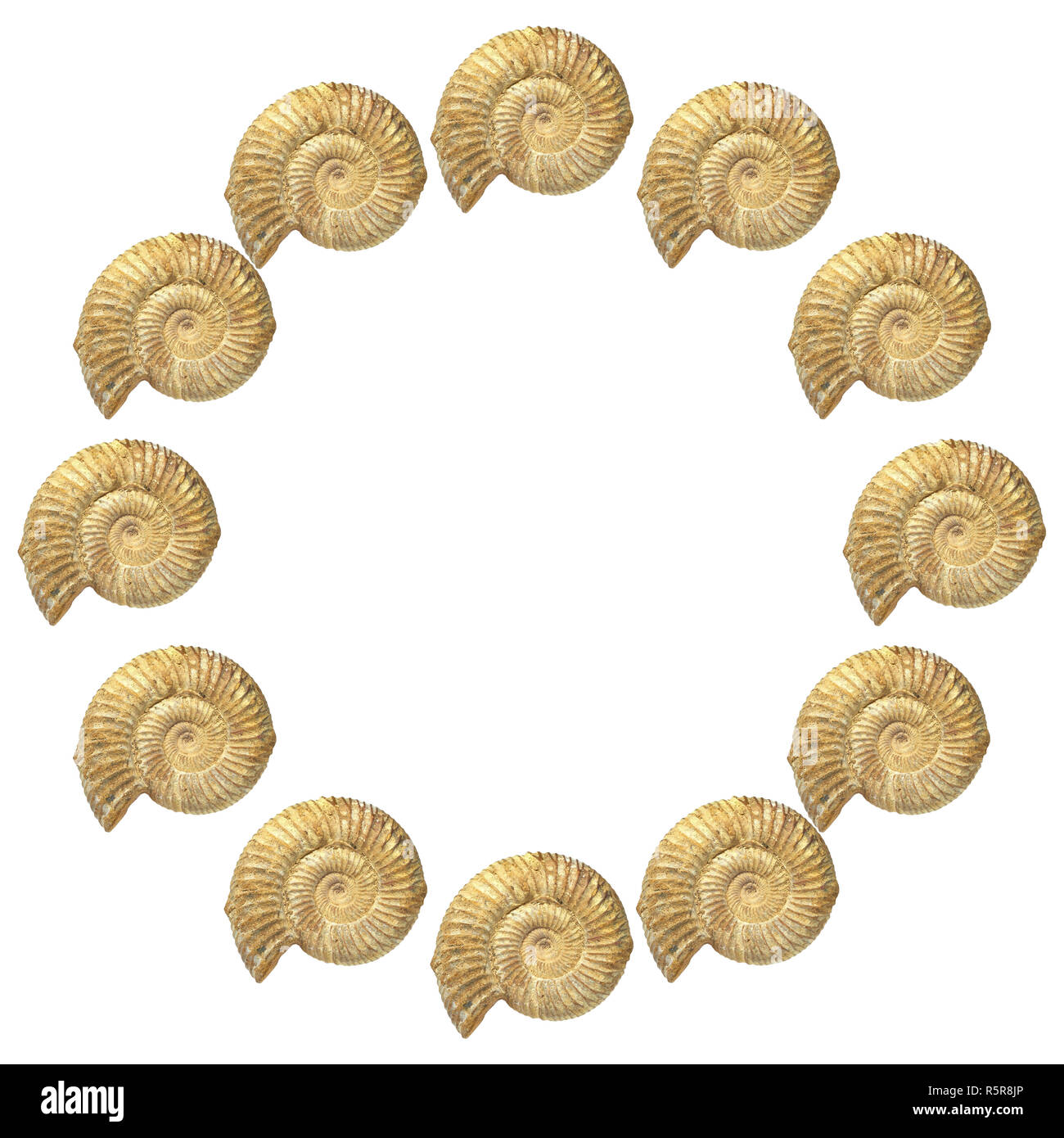 Ammonite fossil chalk hi-res stock photography and images - Alamy