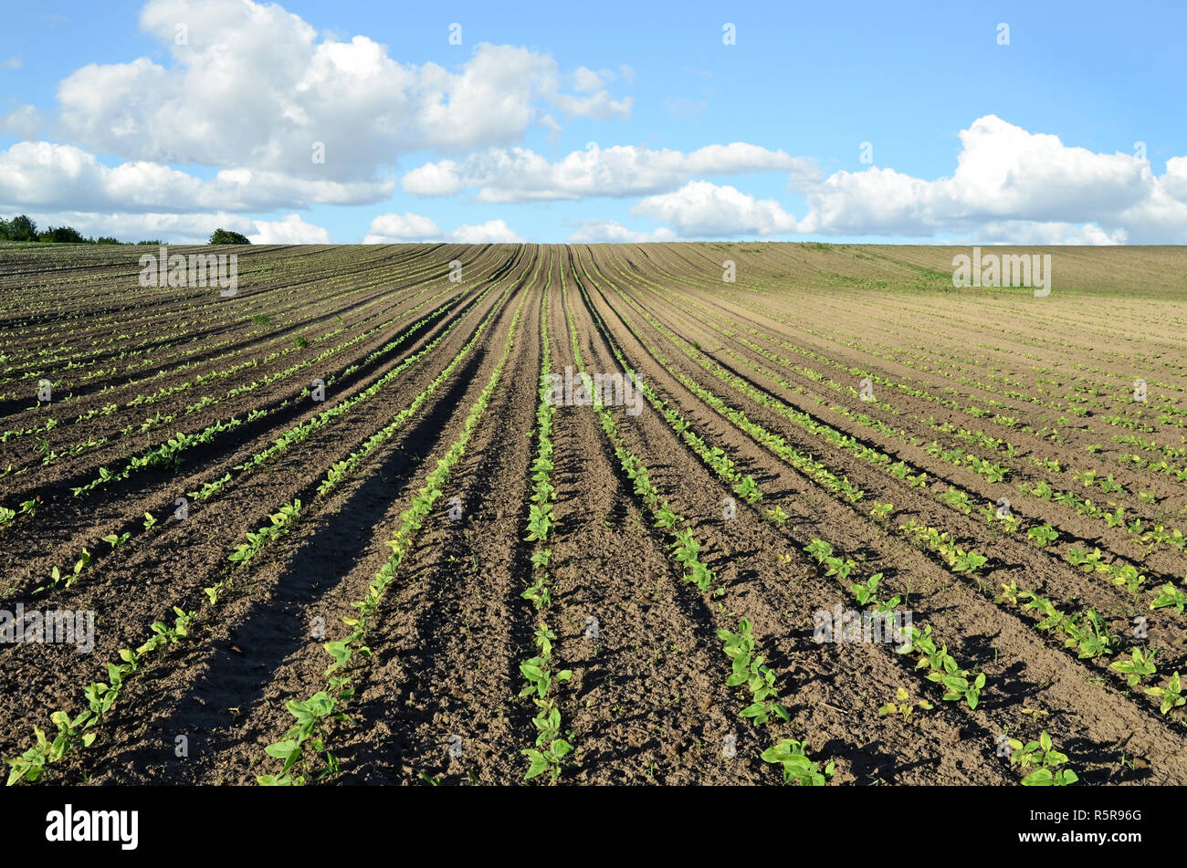 Cultivated agriculture field Stock Photo - Alamy