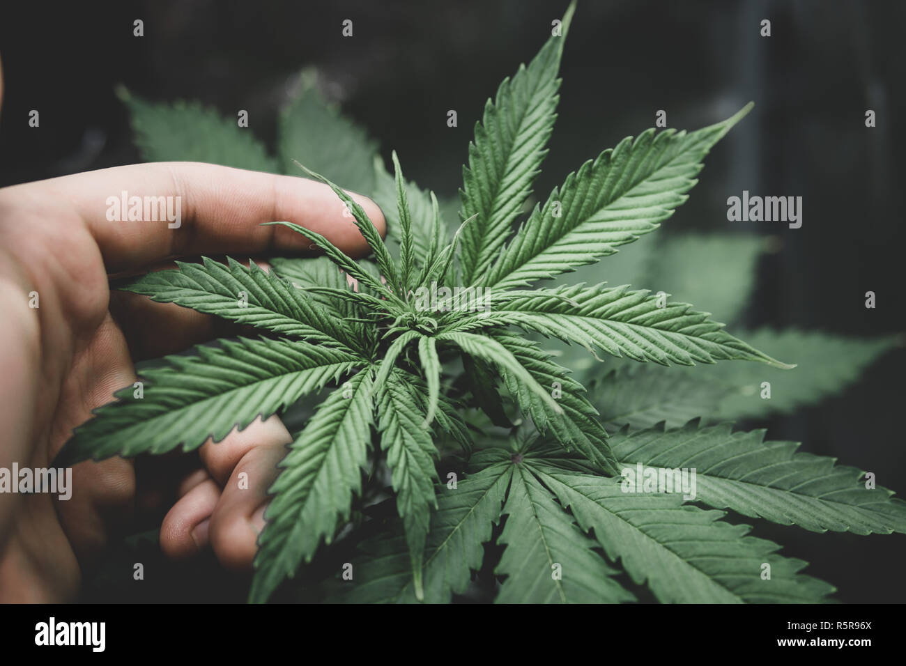 Weed growing operation background planting hi-res stock photography and ...