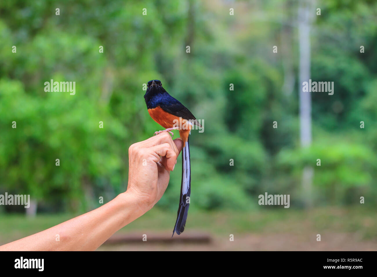 male White-rumped Shama standing on hand Stock Photo - Alamy