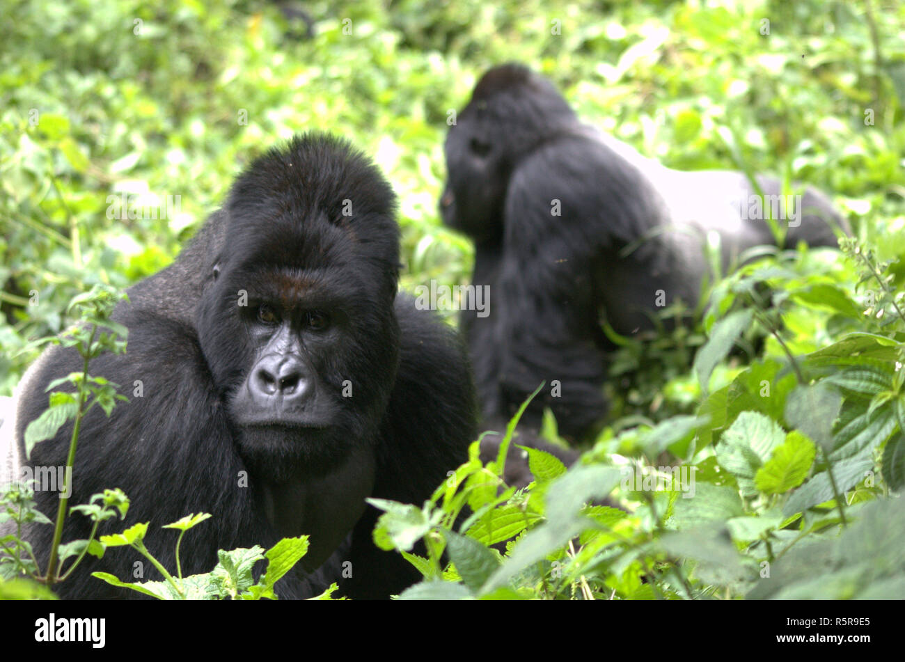 Virunga national park hi-res stock photography and images - Alamy