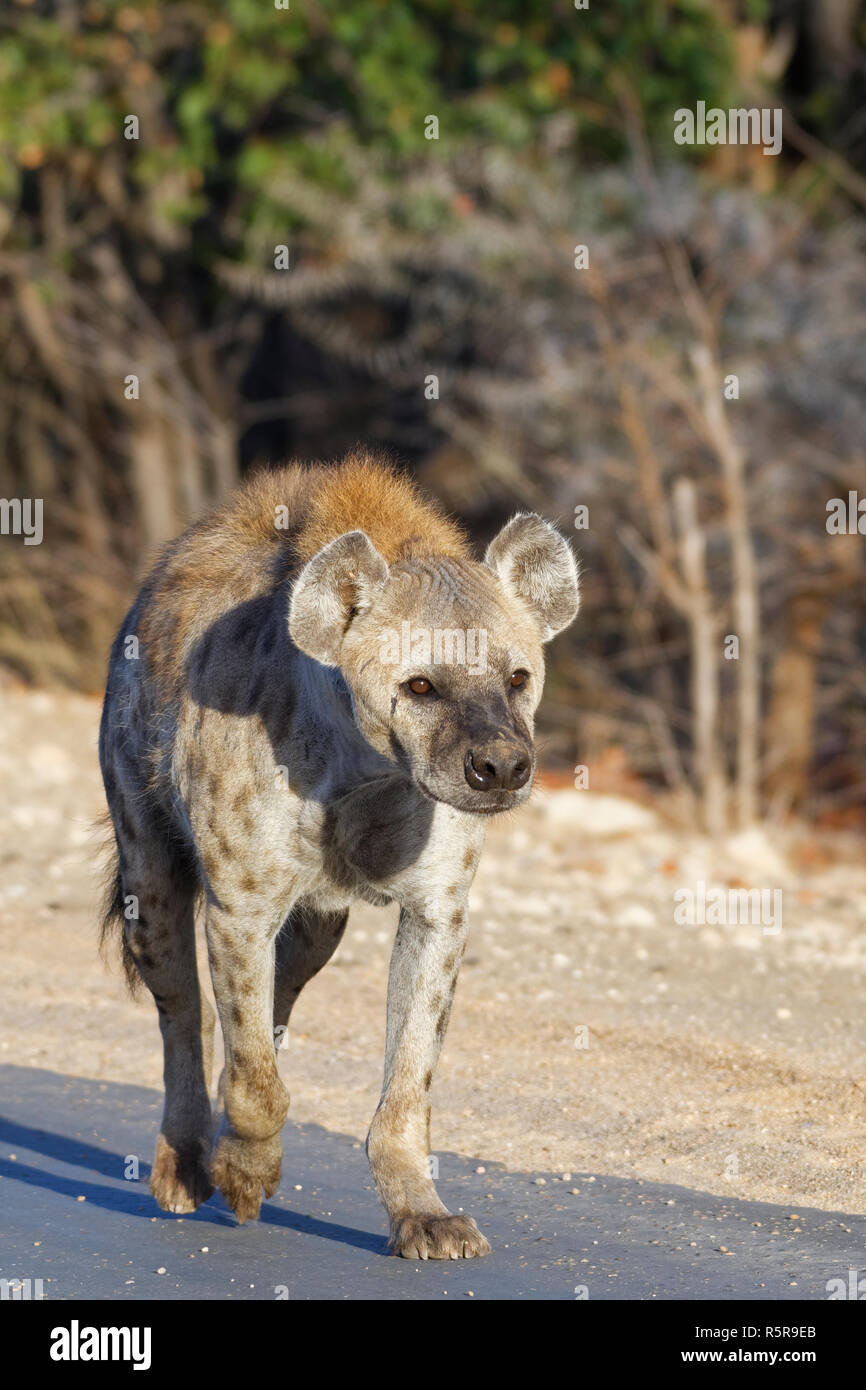 Spotted hyena or Laughing hyena (Crocuta crocuta), adult female running ...